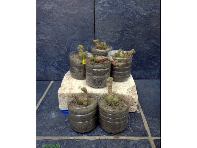 Kaktusi set - Schamacereus (zmijice)