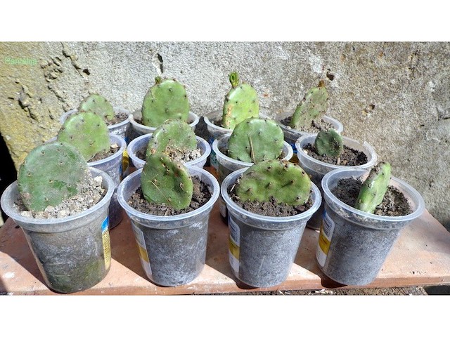 Kaktusi set - Opuntia