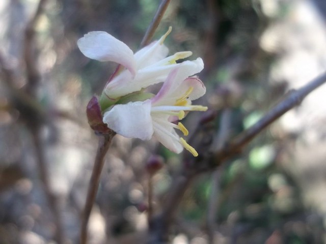 Winter jasmin - Lonicera fragrantissima