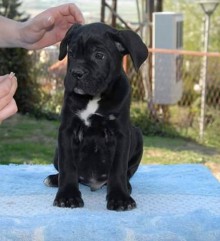 Cane corso - stenci vrhunskog kvaliteta