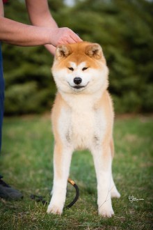 Akita inu