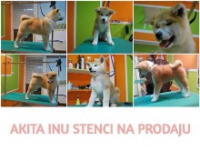 Akita inu stenci sampionskog porekla