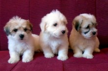 Coton de tulear-tulearski pas