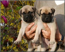 Bullmastiff stenci na prodaju