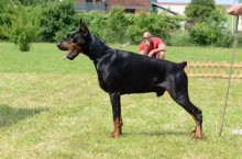 Doberman štenad