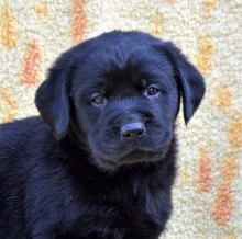 Labrador retriver štenci