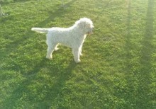 Lagotto romagnolo slobodan za parenje