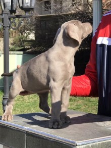 Stenci weimaranera - vajmarskog pticara na prodaju