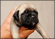 Bullmastiff stenci na prodaju