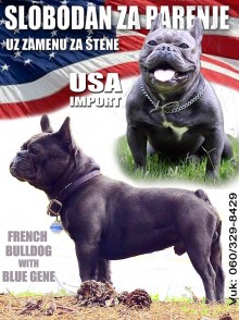 Plavi muzjak francuski buldog - uvoz iz usa