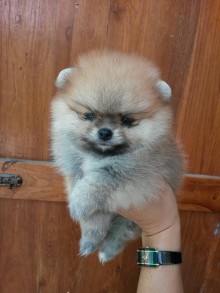 Pomeranski spic boo