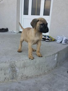 Bullmastiff zuti i tigrasti stenci