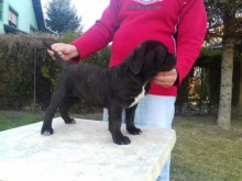 Cane corso