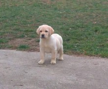 Labrador retriver - zuto musko stene