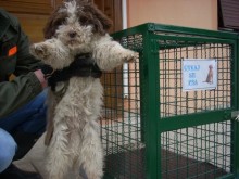 Lagotto romagnolo