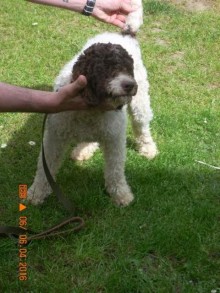 Lagotto romagnolo