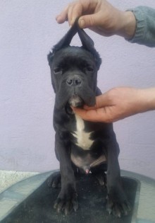 Cane corso stenci - izlozbenog potencijala