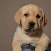 Labrador retriver stenci