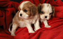 Cavalier king charles spaniel - vrhunsko leglo