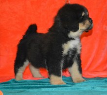 Tibetski mastiff vrhunskog porekla