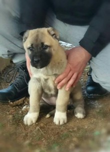 Turski kangal - vrhunska stenad