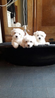 Coton de tulear - tulearski pas