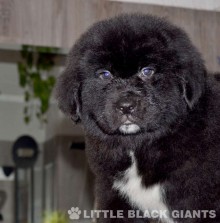 Štenci njufaundlendera – newfoundland puppies