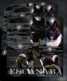 Escababaamericanakitas@gmail.com