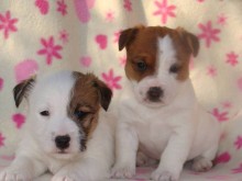 Jack russell terrier