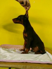 Doberman štenci