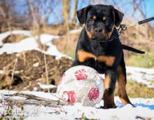 Rottweiler stenci sampionskog porekla