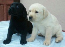 Labrador retriver - izuzetnih krvnih linija