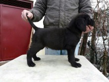 Cane corso-u ponudi sivi i crni štenci