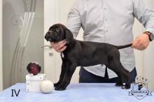 Cane corso stenci izlozbenog potencijala