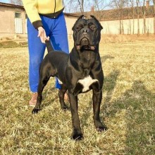 Cane corso na prodaju