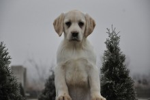 Labrador retriver