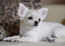 Civava najmanji pas na svetu