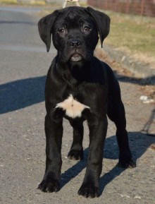 Cane corso stenci vrhunskog porekla