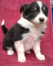 Border collie, štenad