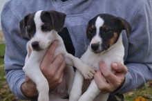 Jack russell terrier