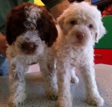 Lagotto stenci