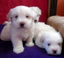 Coton de tulear-tulearski pas