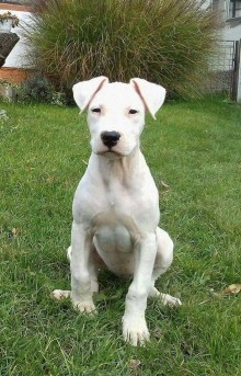 Dogo argentino