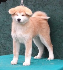 Akita inu