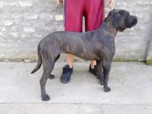 Cane corso zenka