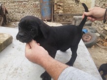 Cane corso stenci