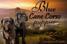 Cane corso stenci na prodaju