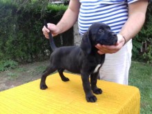 Cane corso