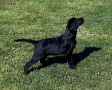 Labrador retriver