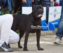 Cane corso stenad